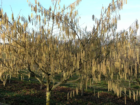 How to grow and manage hazelnut trees | Growing